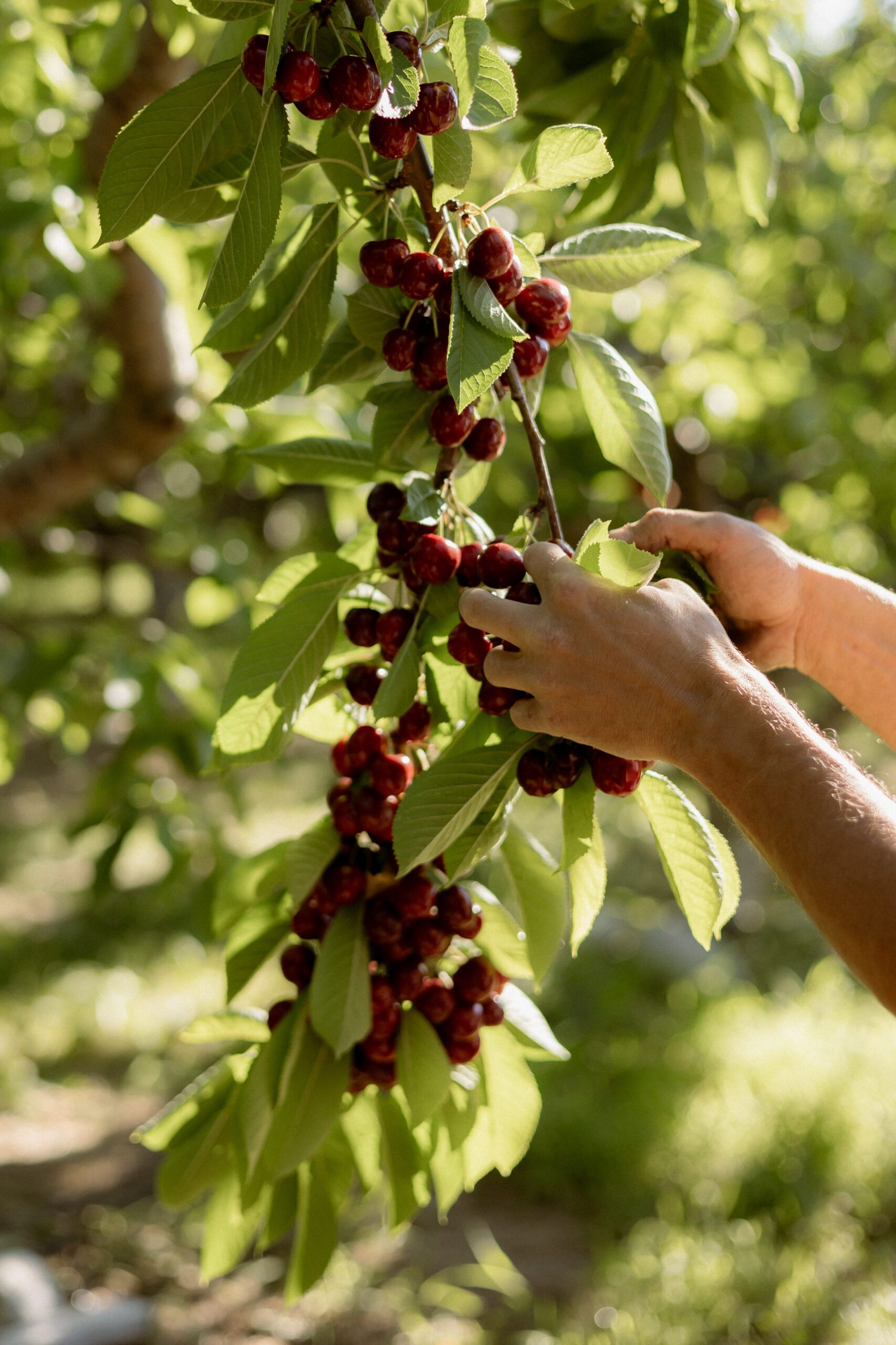 BC Fruit Works – Designed to entice Canadians to work in British ...